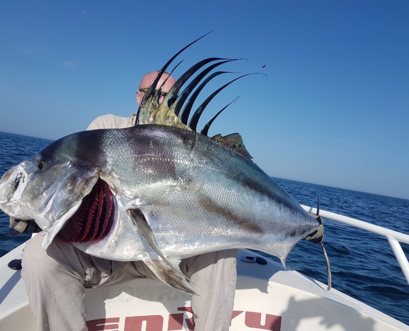 Archives des Poisson coq - PANAMA FISHING